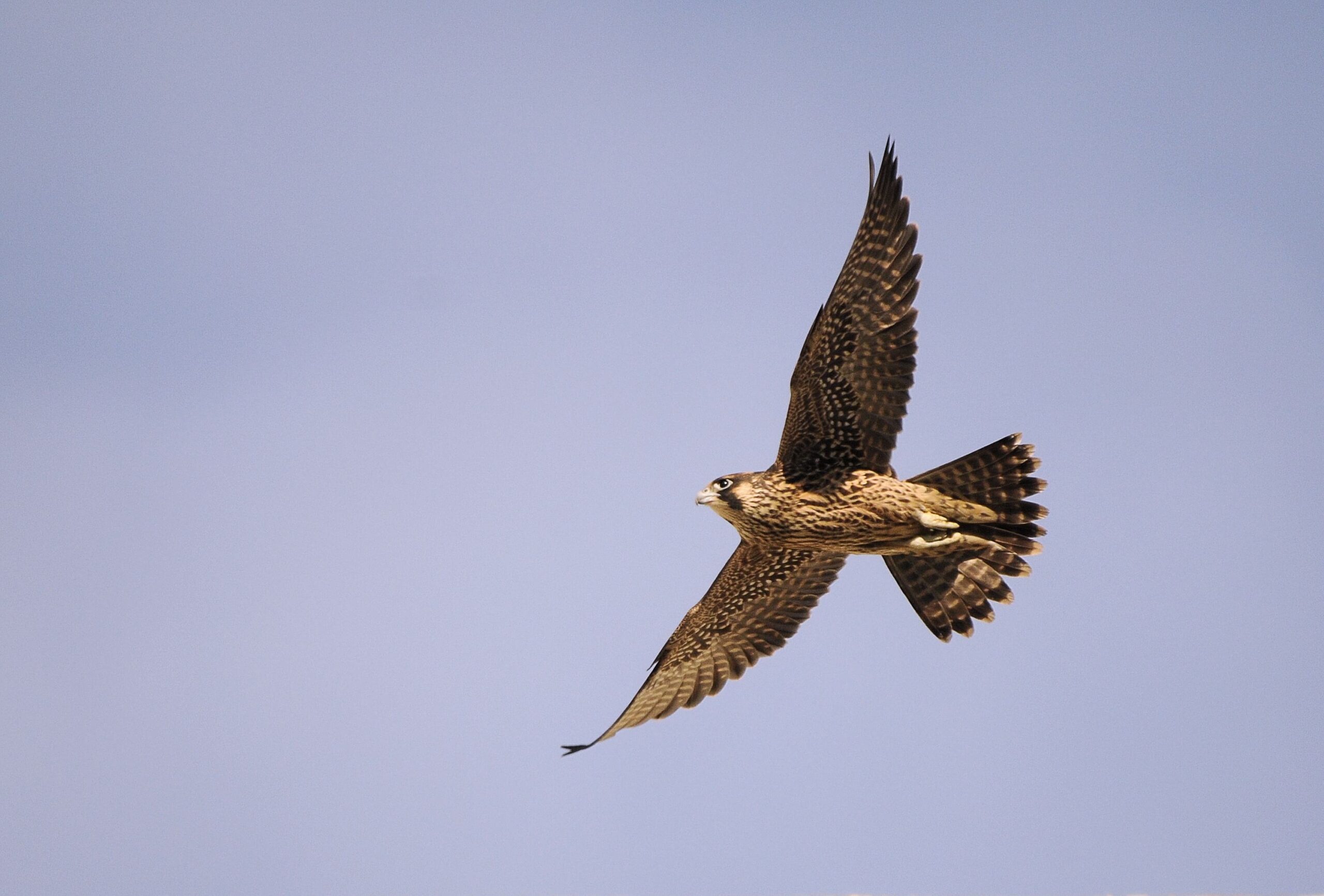 À propos des Faucons de l'Université de Montréal