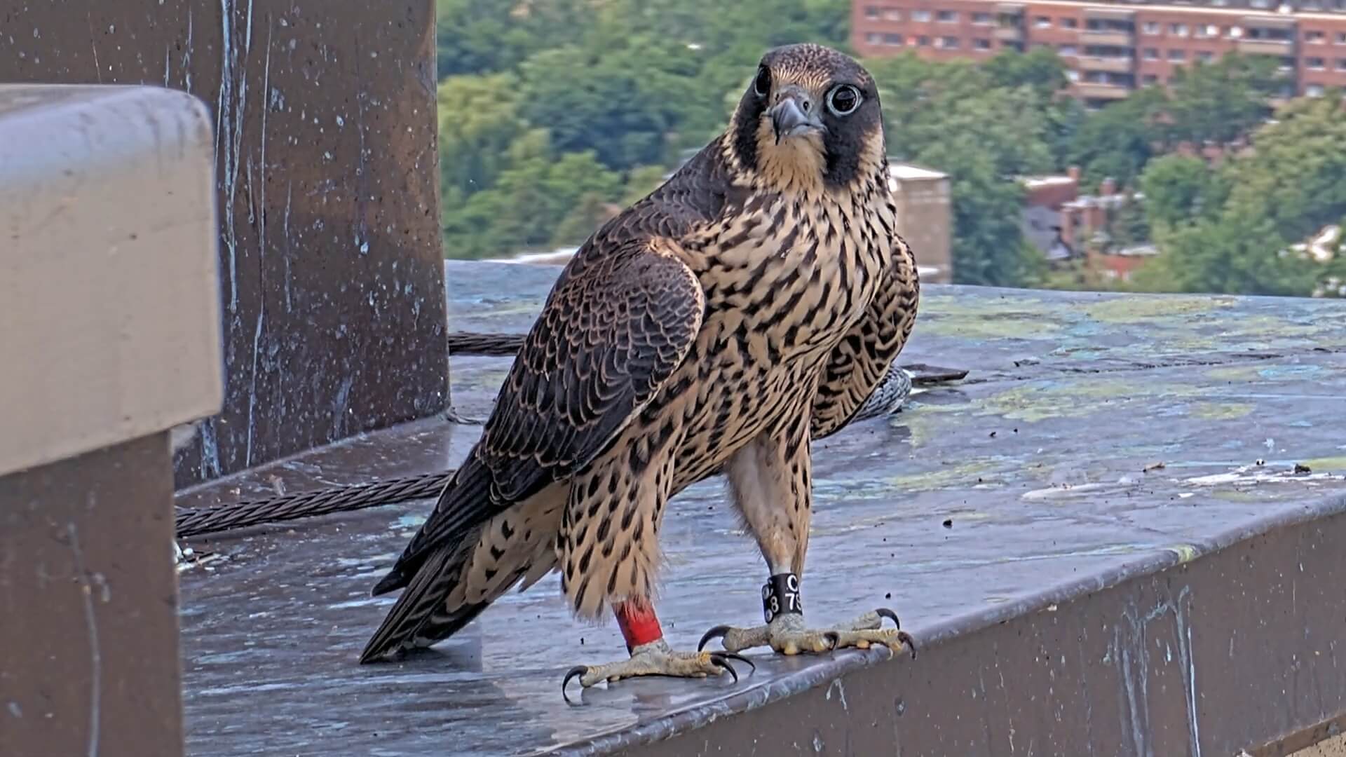 Accueil - Les Faucons de l'Université de Montréal